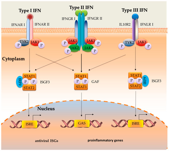 Immunomodulatory Role of Interferons in Viral and Bacterial Infections