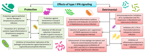Immunomodulatory Role of Interferons in Viral and Bacterial Infections