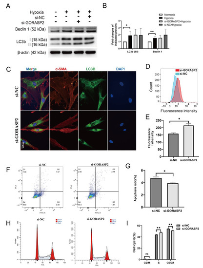 Golgi Reassembly Stacking Protein 2 Modulates Myometrial Contractility ...