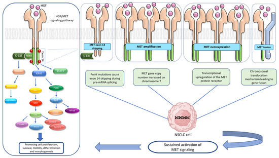 Targeting MET in Non-Small Cell Lung Cancer (NSCLC): A New Old Story?