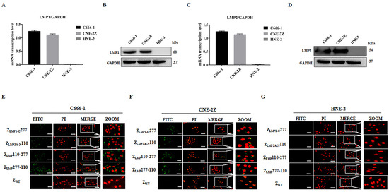 Novel Bifunctional Affibody Molecules with Specific Binding to Both EBV ...