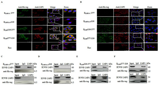 Novel Bifunctional Affibody Molecules with Specific Binding to Both EBV ...