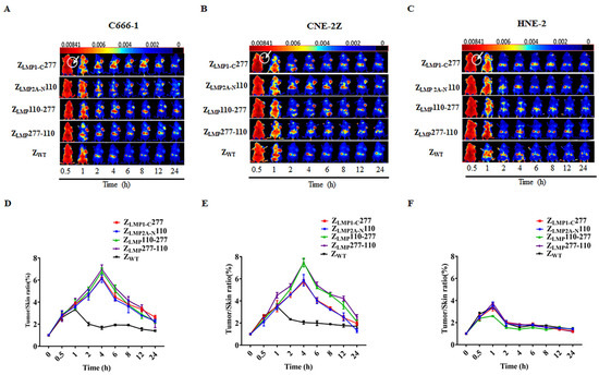 Novel Bifunctional Affibody Molecules with Specific Binding to Both EBV ...