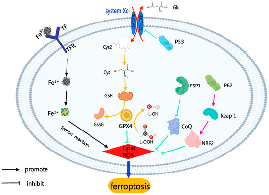 Induction Mechanism of Ferroptosis, Necroptosis, and Pyroptosis: A ...