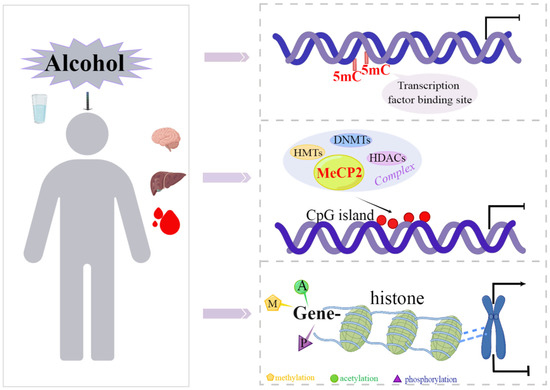 IJMS | Free Full-Text | DNA Methylation in Alcohol Use Disorder