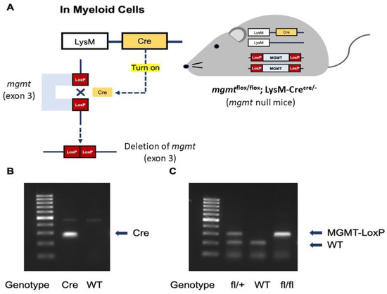 Less Severe Lipopolysaccharide-Induced Inflammation in Conditional mgmt ...