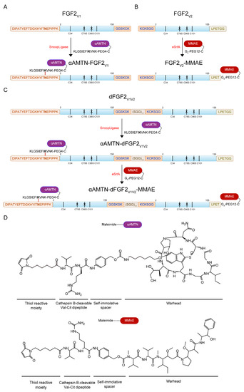 IJMS | Free Full-Text | Dual-Warhead Conjugate Based on Fibroblast Growth Factor 2 Dimer Loaded ...