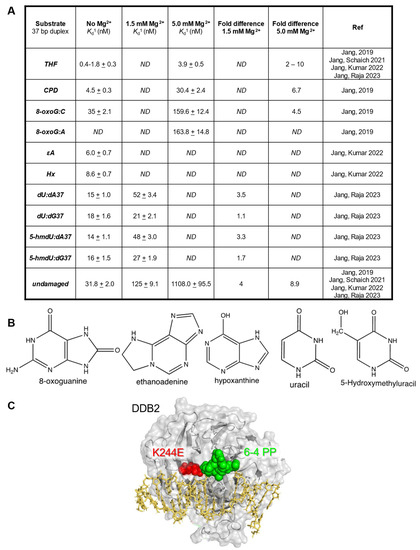 UV-DDB as a General Sensor of DNA Damage in Chromatin: Multifaceted ...