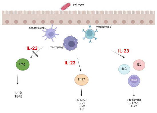 The Role of IL-23 in the Pathogenesis and Therapy of Inflammatory Bowel Disease