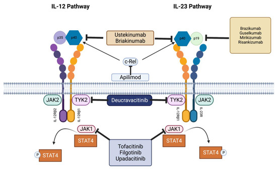 The Role of IL-23 in the Pathogenesis and Therapy of Inflammatory Bowel ...