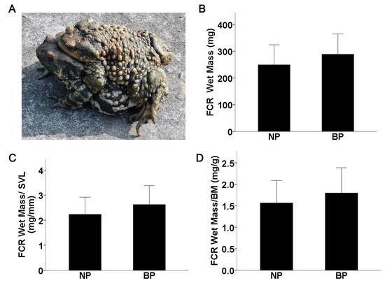 Metabolic Adaption of Flexor Carpi Radialis to Amplexus Behavior in ...