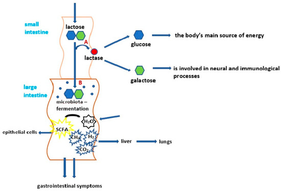 A Comprehensive Look at the -13910 C>T LCT Gene Polymorphism as a ...