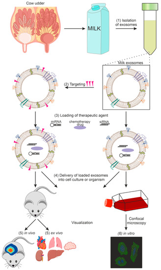 Milk Exosomes: Next-Generation Agents for Delivery of Anticancer Drugs ...
