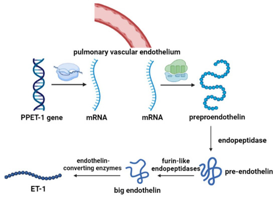Insights into Endothelin Receptors in Pulmonary Hypertension
