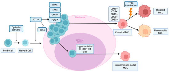 Unveiling the Prognostic Significance of BCL6+/CD10+ Mantle Cell ...