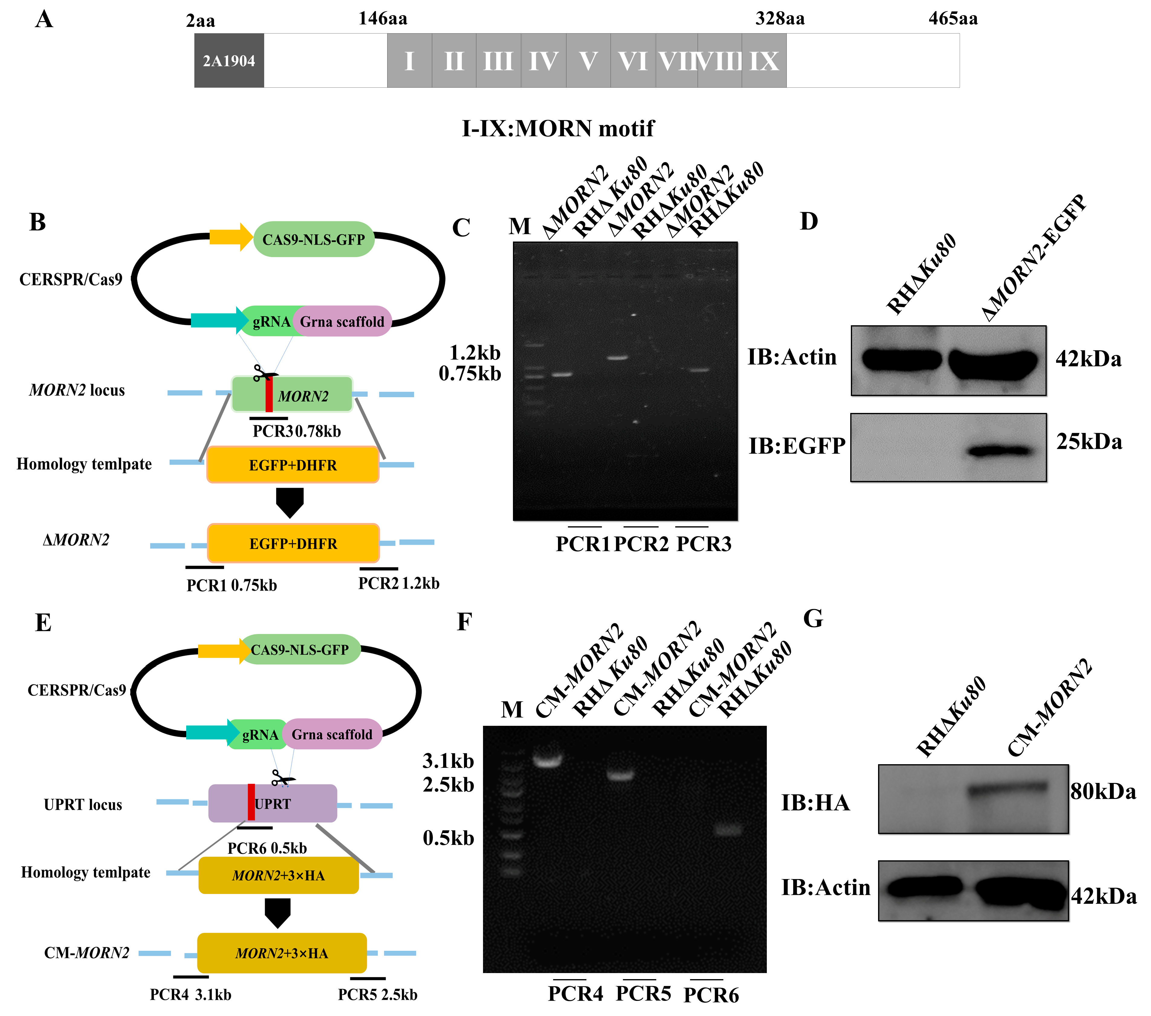 TgMORN2, a MORN Family Protein Involved in the Regulation of ...
