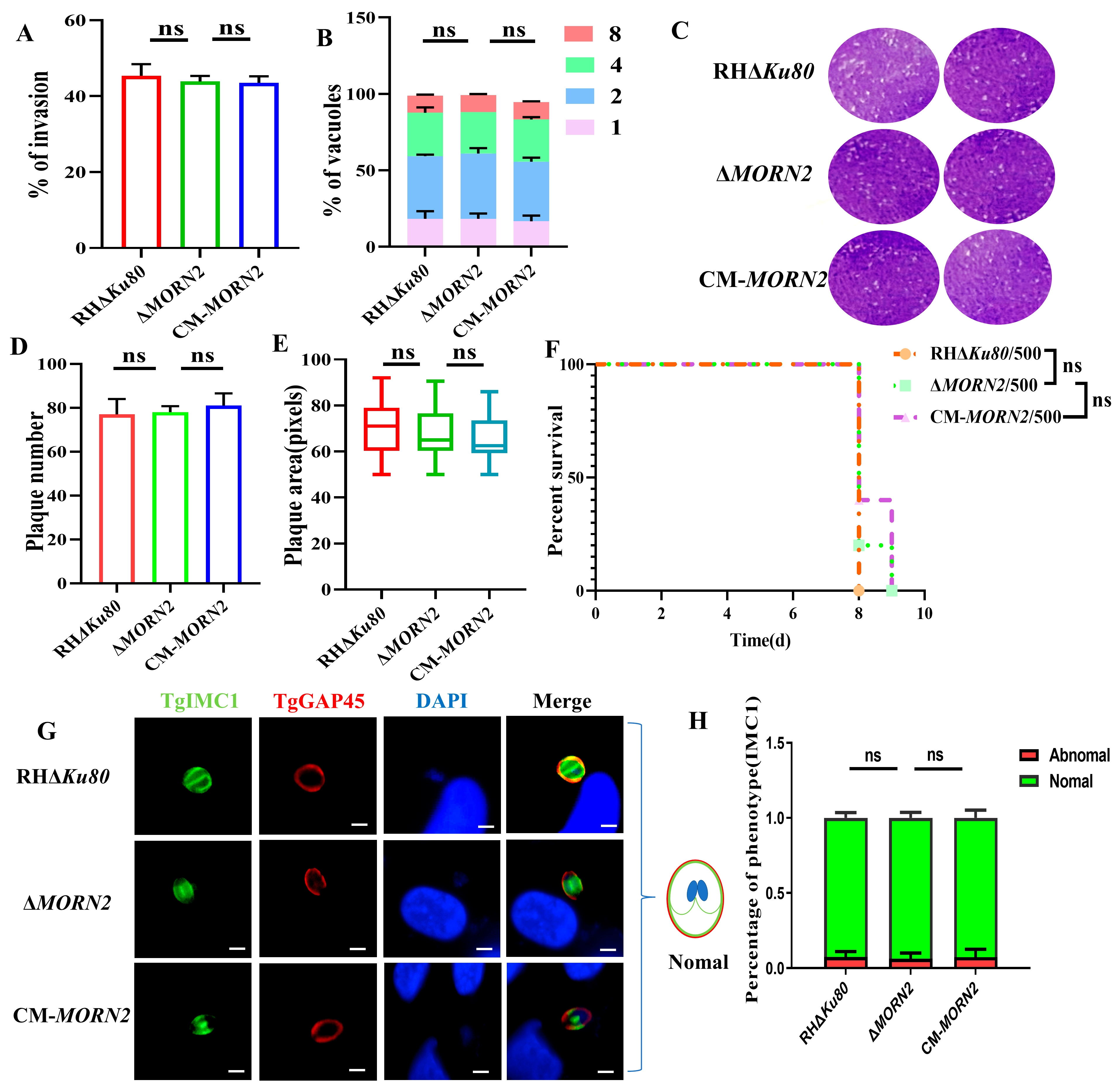 TgMORN2, a MORN Family Protein Involved in the Regulation of ...
