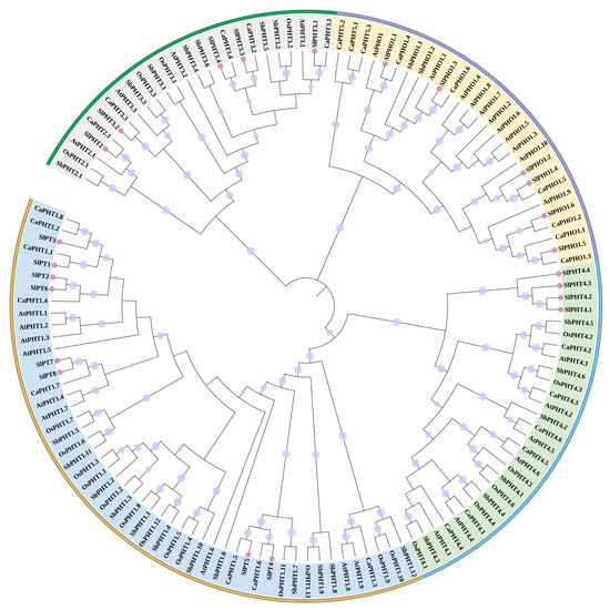 Genome-Wide Analysis of the PHT Gene Family and Its Response to ...