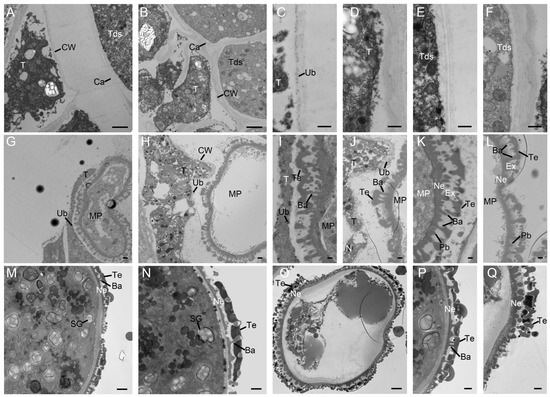 Anatomy and Comparative Transcriptome Reveal the Mechanism of Male ...