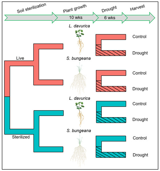 Drought Eliminates the Difference in Root Trait Plasticity and ...