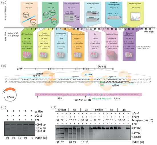 A Cell-Based Optimised Approach for Rapid and Efficient Gene Editing of ...