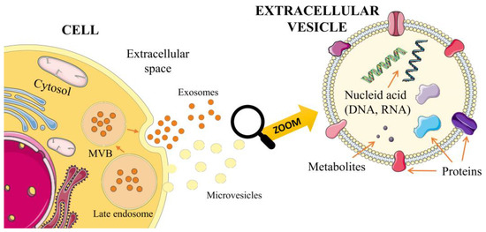 Extracellular Vesicles as Drug Transporters