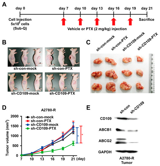 CD109 Promotes Drug Resistance in A2780 Ovarian Cancer Cells by ...
