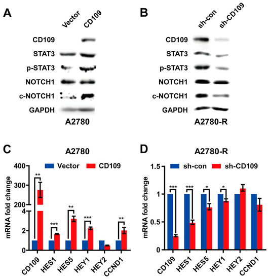 CD109 Promotes Drug Resistance in A2780 Ovarian Cancer Cells by ...