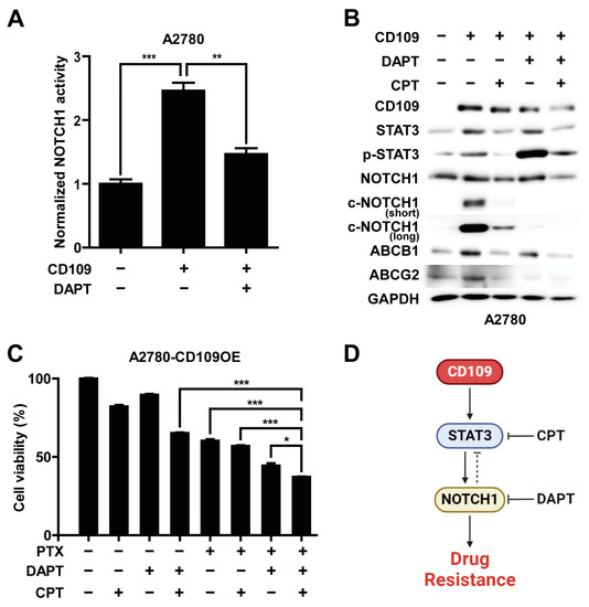 CD109 Promotes Drug Resistance in A2780 Ovarian Cancer Cells by ...