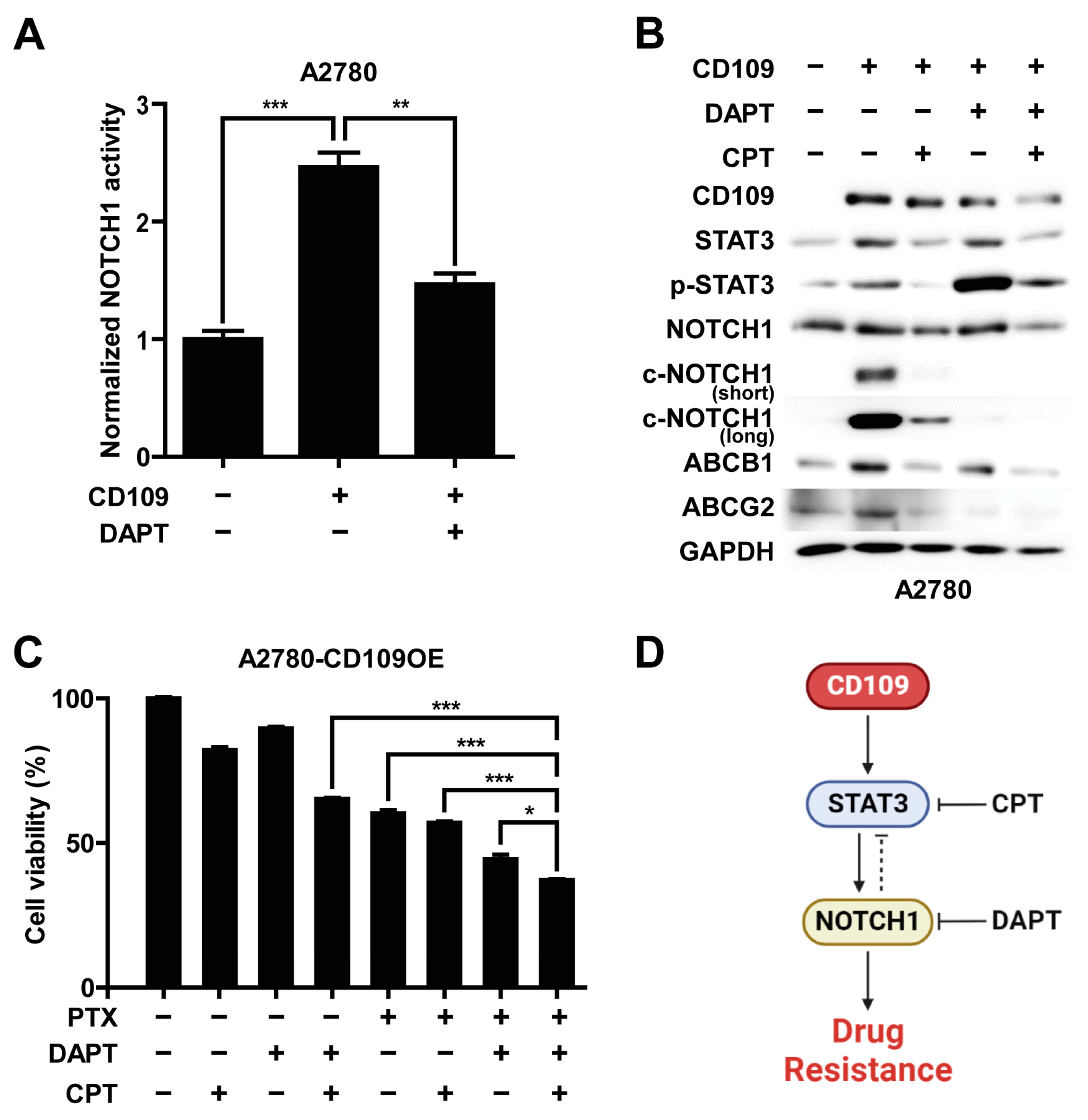 CD109 Promotes Drug Resistance in A2780 Ovarian Cancer Cells by ...
