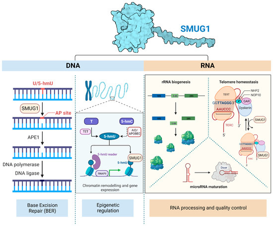 DNA Glycosylases Define the Outcome of Endogenous Base Modifications