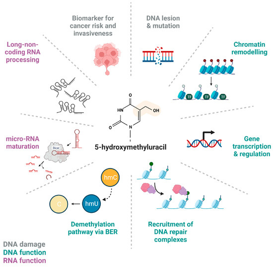 DNA Glycosylases Define the Outcome of Endogenous Base Modifications