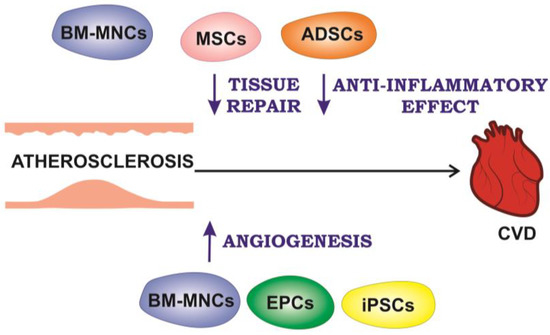 Target and Cell Therapy for Atherosclerosis and CVD