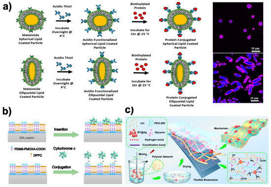 Advances in Functionalization of Bioresorbable Nanomembranes and ...