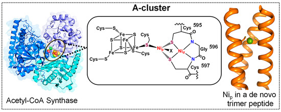 A De Novo Designed Trimeric Metalloprotein as a Nip Model of the Acetyl ...