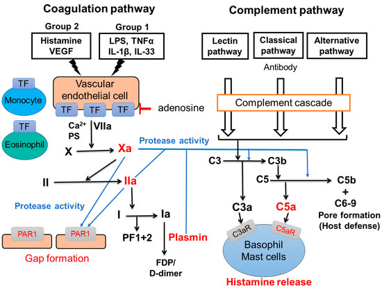 Basophil Characteristics as a Marker of the Pathogenesis of Chronic ...