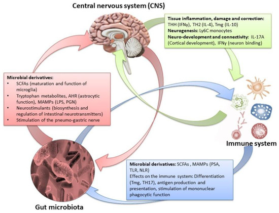 The Crosstalk between Gut Microbiota and Nervous System: A Bidirectional Interaction between ...