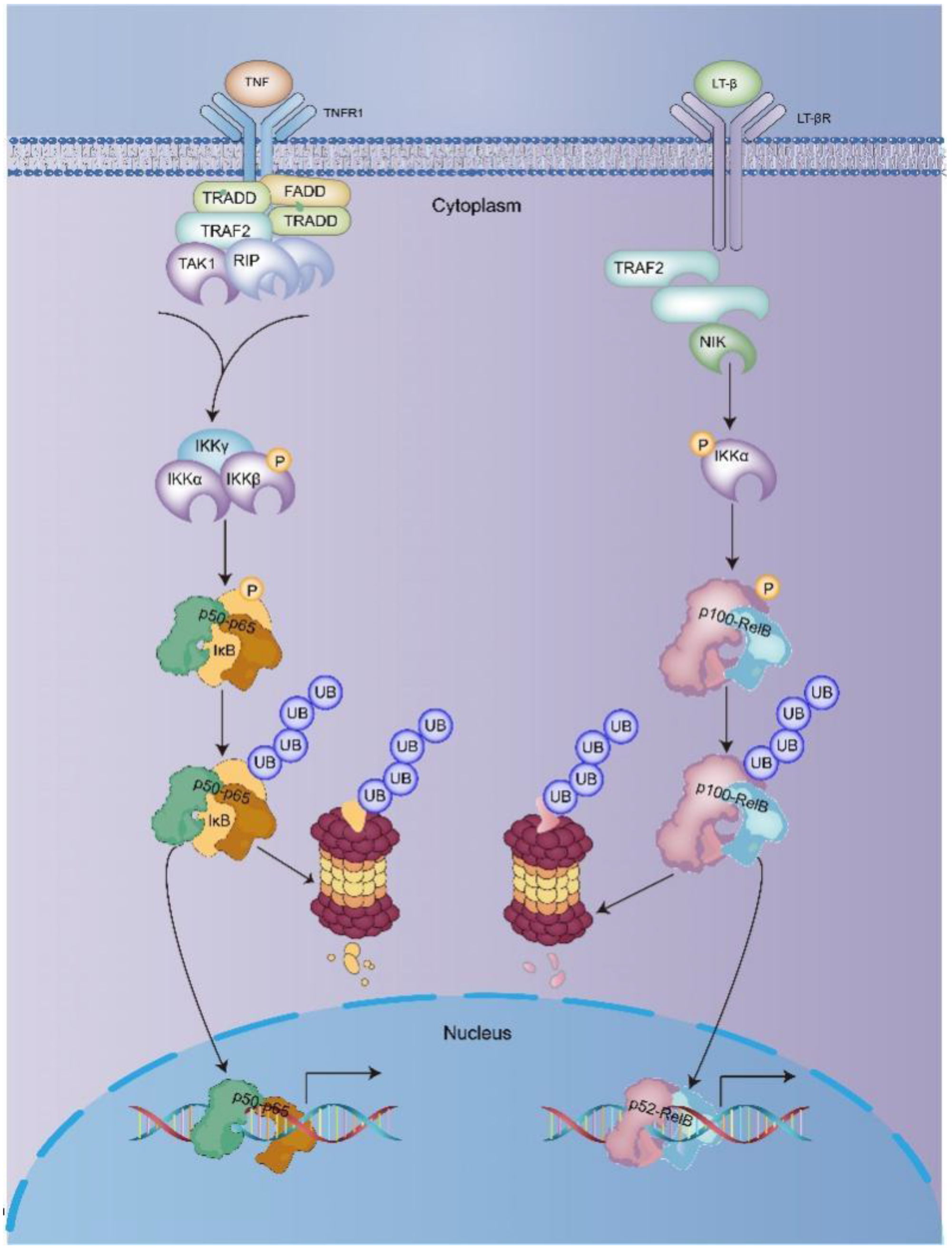 Ijms Free Full Text The Recent Research Progress Of Nf κb Signaling