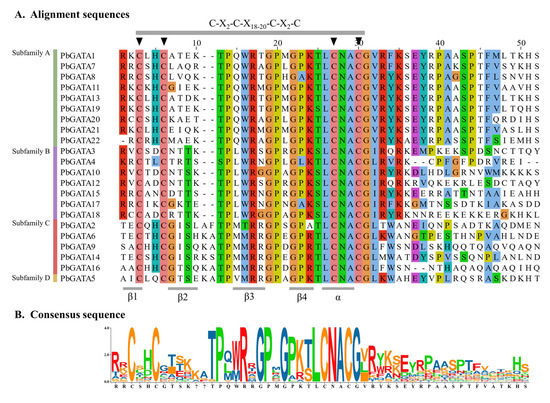 Genome-Wide Identification of GATA Family Genes in Phoebe bournei and ...