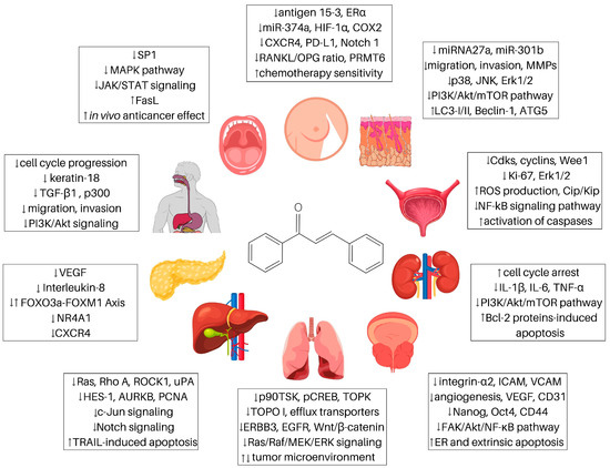Anticancer Potential of Natural Chalcones: In Vitro and In Vivo Evidence