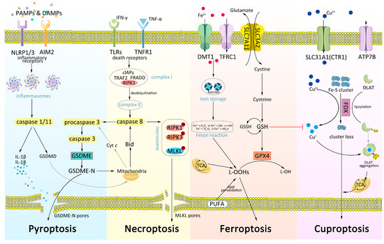 Harnessing the Potential of Non-Apoptotic Cell Death Processes in the ...