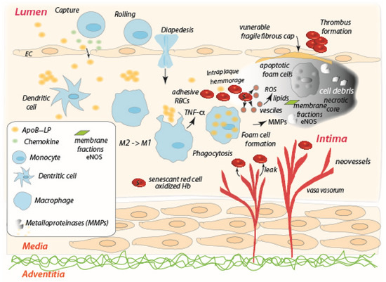 The Double-Edged Sword of Erythrocytes in Health and Disease via Their ...