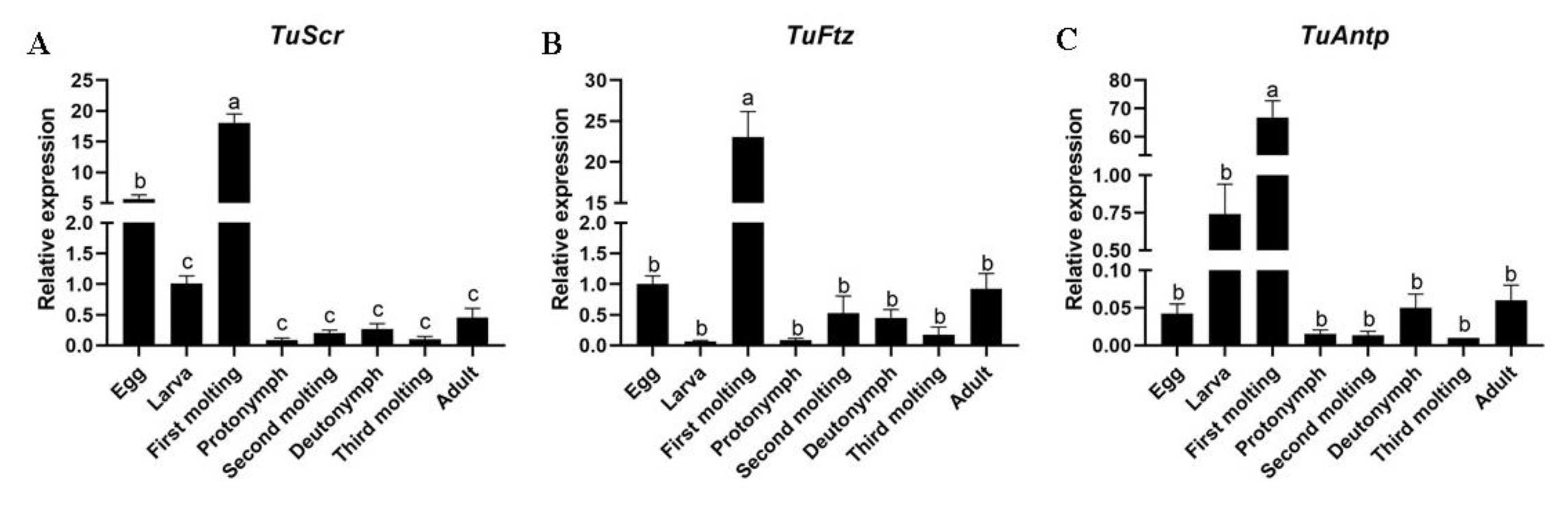 Ijms Free Full Text Role Of The Hox Genes Bs Reduced Fushi