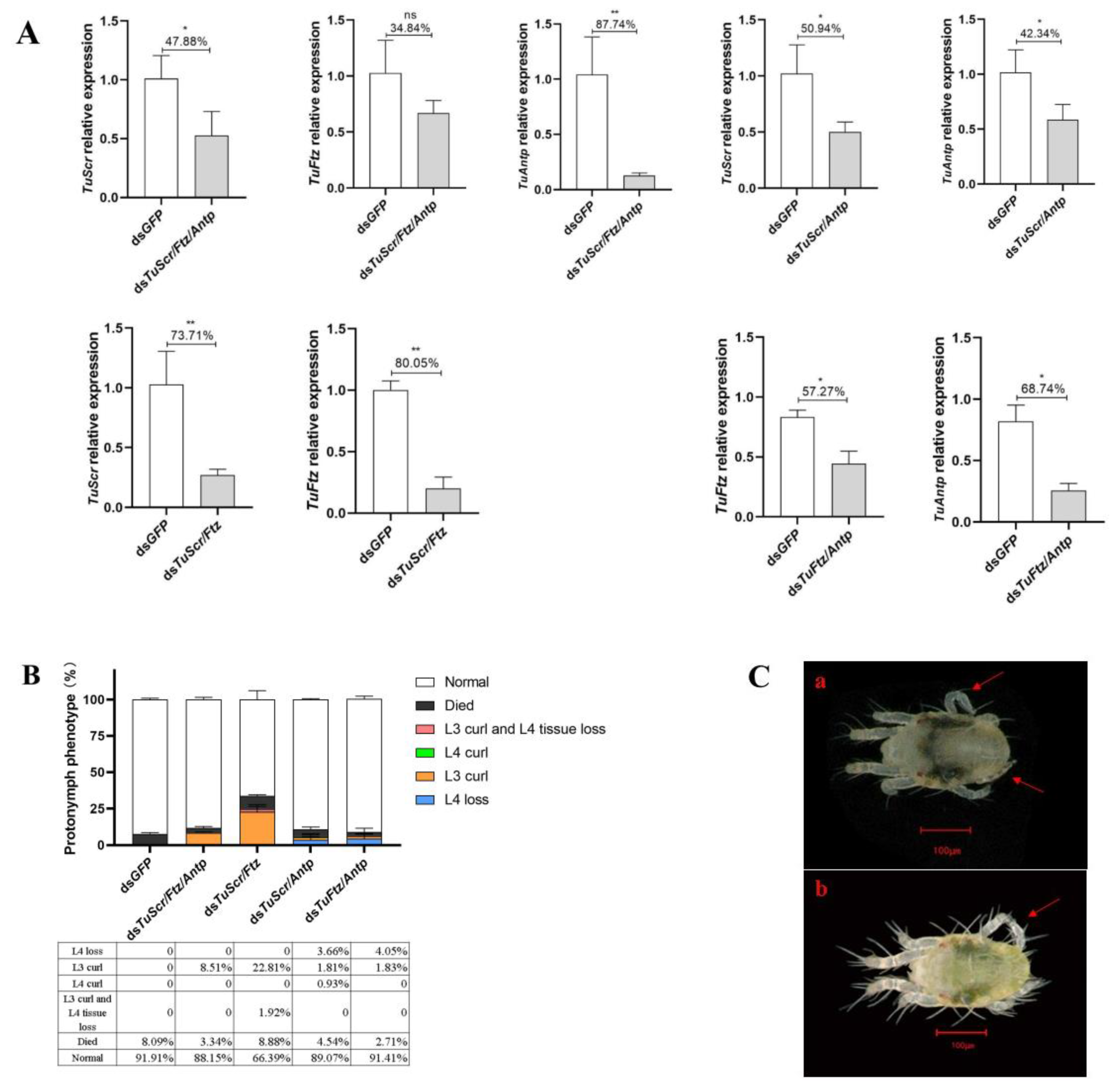 Ijms Free Full Text Role Of The Hox Genes Bs Reduced Fushi