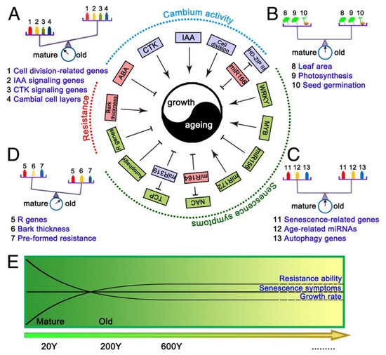 Genetic and Epigenetic Mechanisms of Longevity in Forest Trees