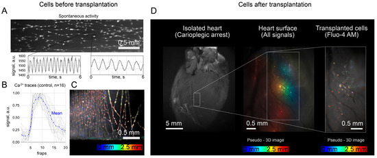 Novel Molecular Vehicle-Based Approach for Cardiac Cell Transplantation ...