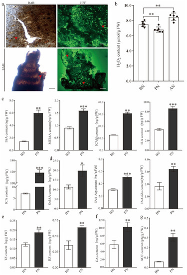 IJMS | Free Full-Text | Integrated Transcriptome and Metabolome Analysis Revealed the Causal ...