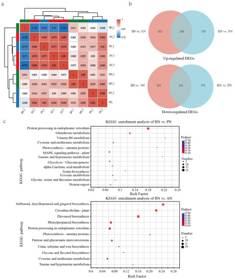 IJMS | Free Full-Text | Integrated Transcriptome and Metabolome Analysis Revealed the Causal ...