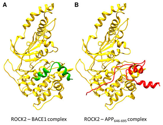 Beta-Secretase 1 Recruits Amyloid-Beta Precursor Protein to ROCK2 ...