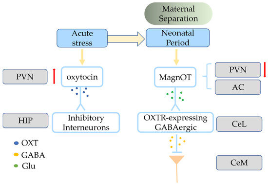 The Role of Oxytocin in Early-Life-Stress-Related Neuropsychiatric ...